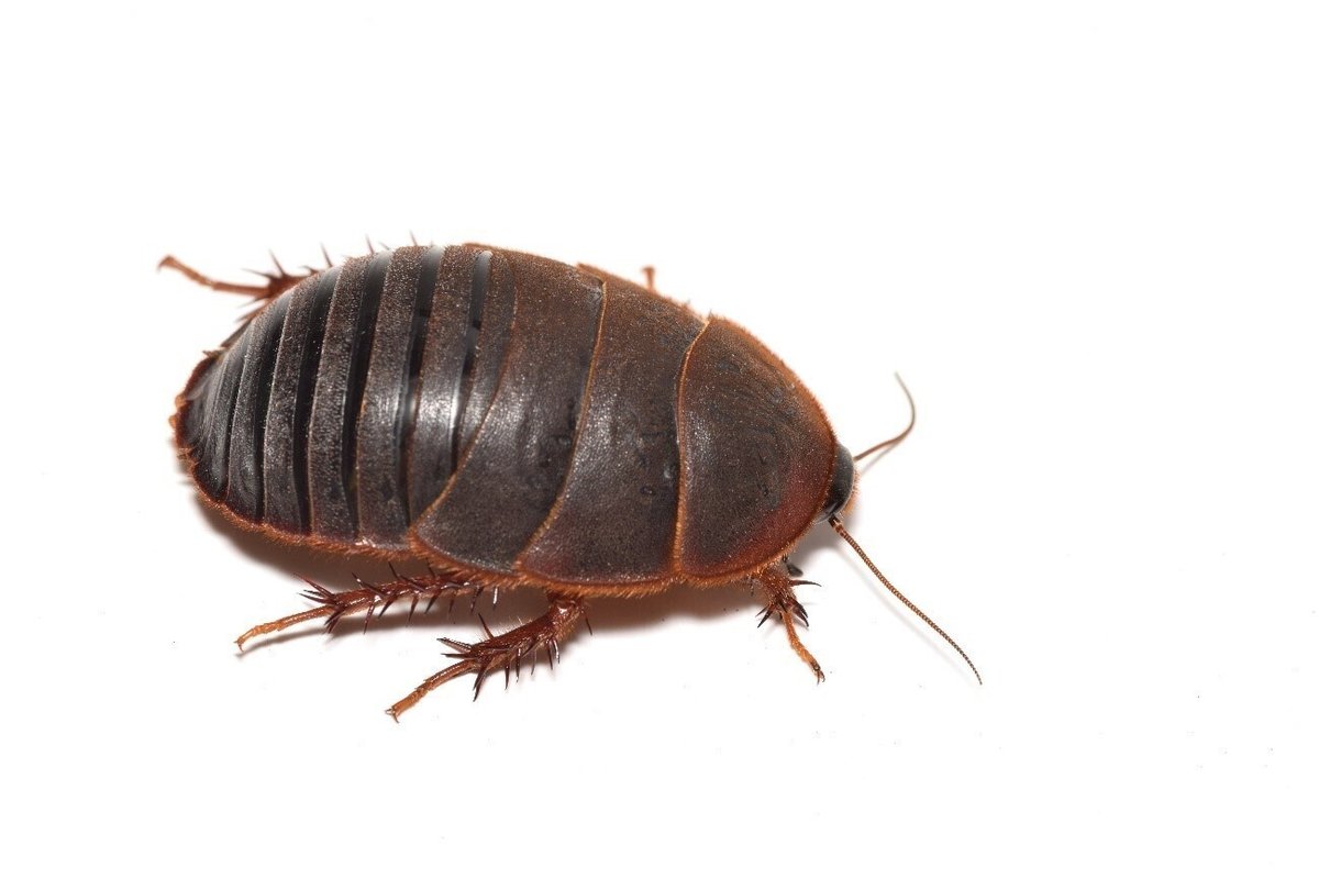 ゴキブリにも種類があります｜イースト・プレス公式note