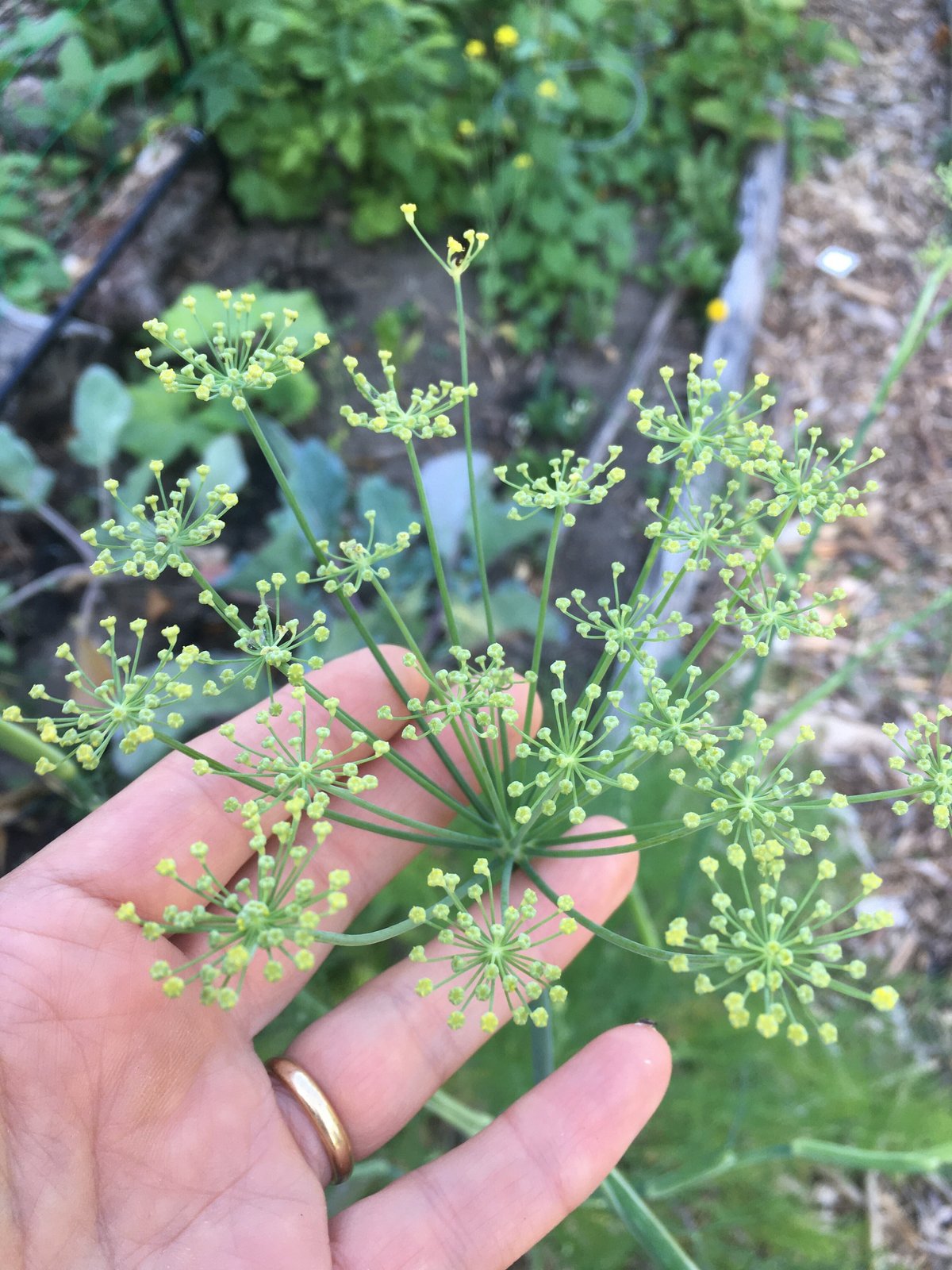 雑草のように生えるフェネル♡｜IROIRO CREATIONS