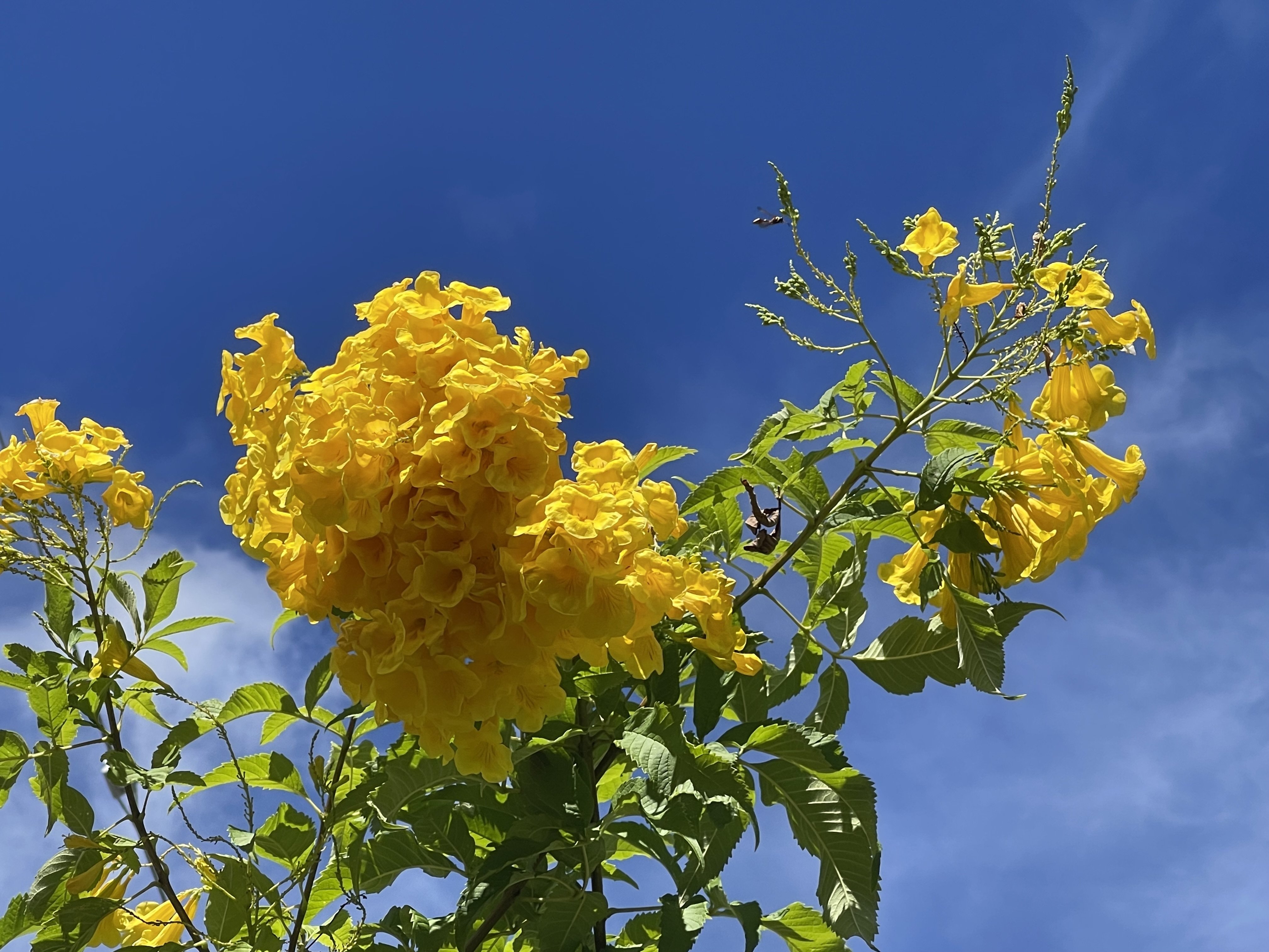 青空に映える黄色い花2つ｜38gi.ryu