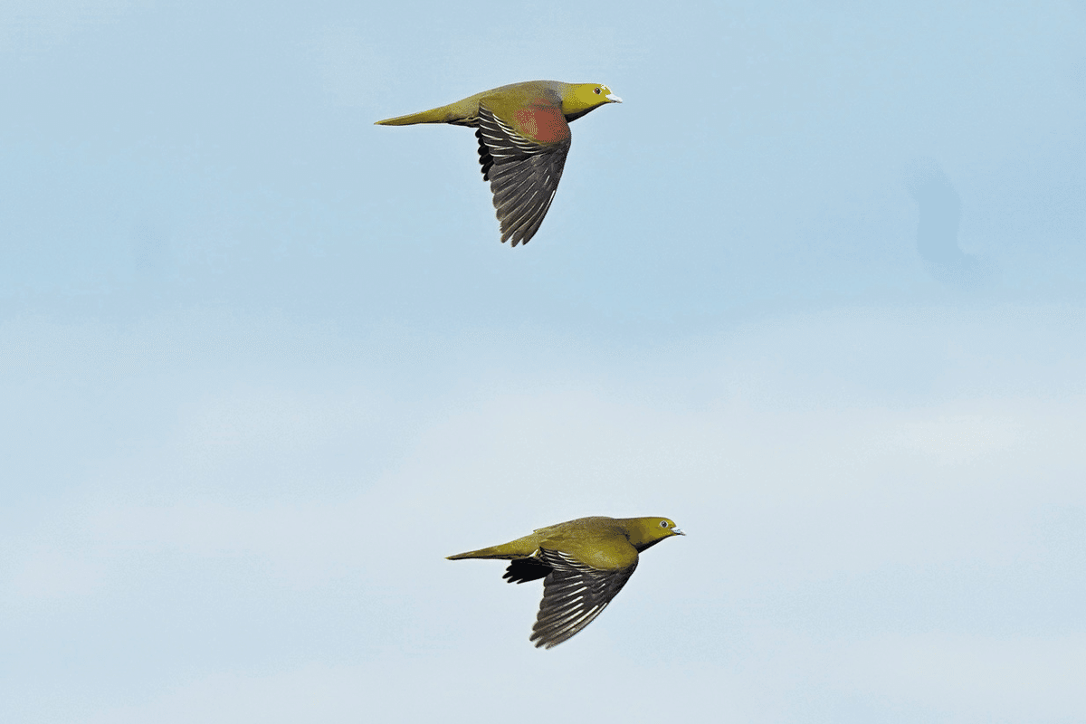 【野鳥】アオバト｜Chacoder