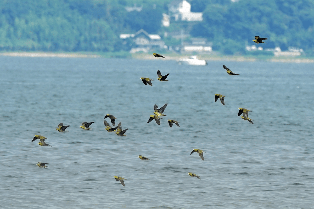 【野鳥】アオバト｜Chacoder