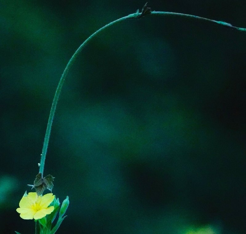 宵待草｜oichan｜note