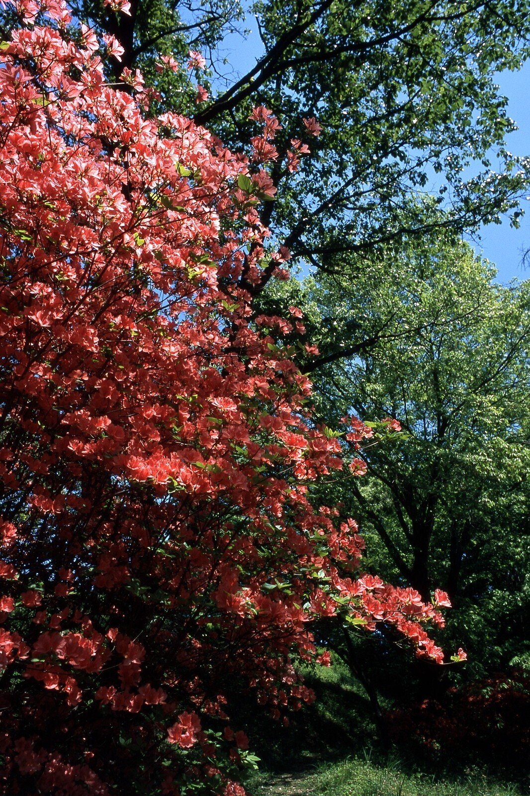 カメラの話を徒然に(11)｜robert_oku