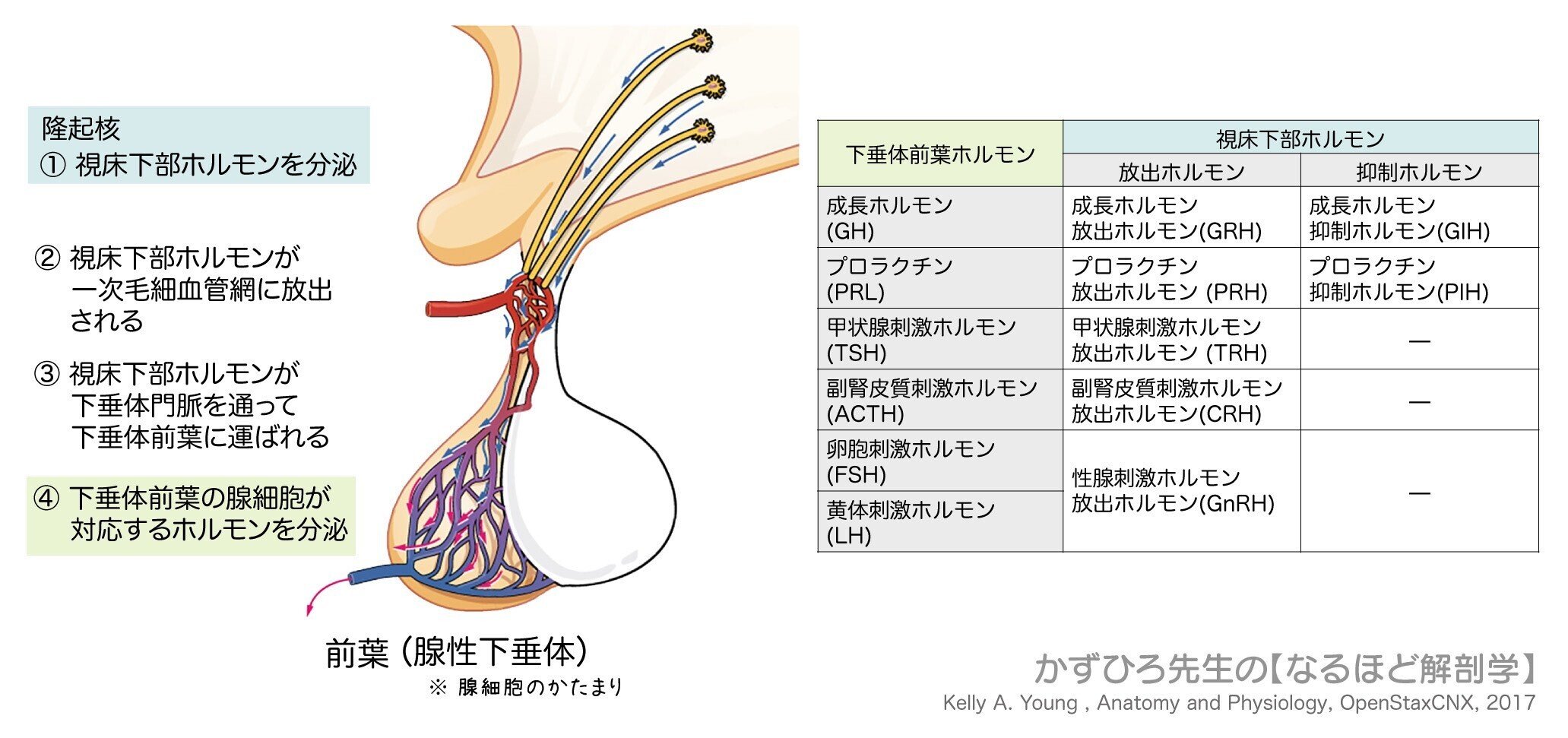 内分泌系の壁図