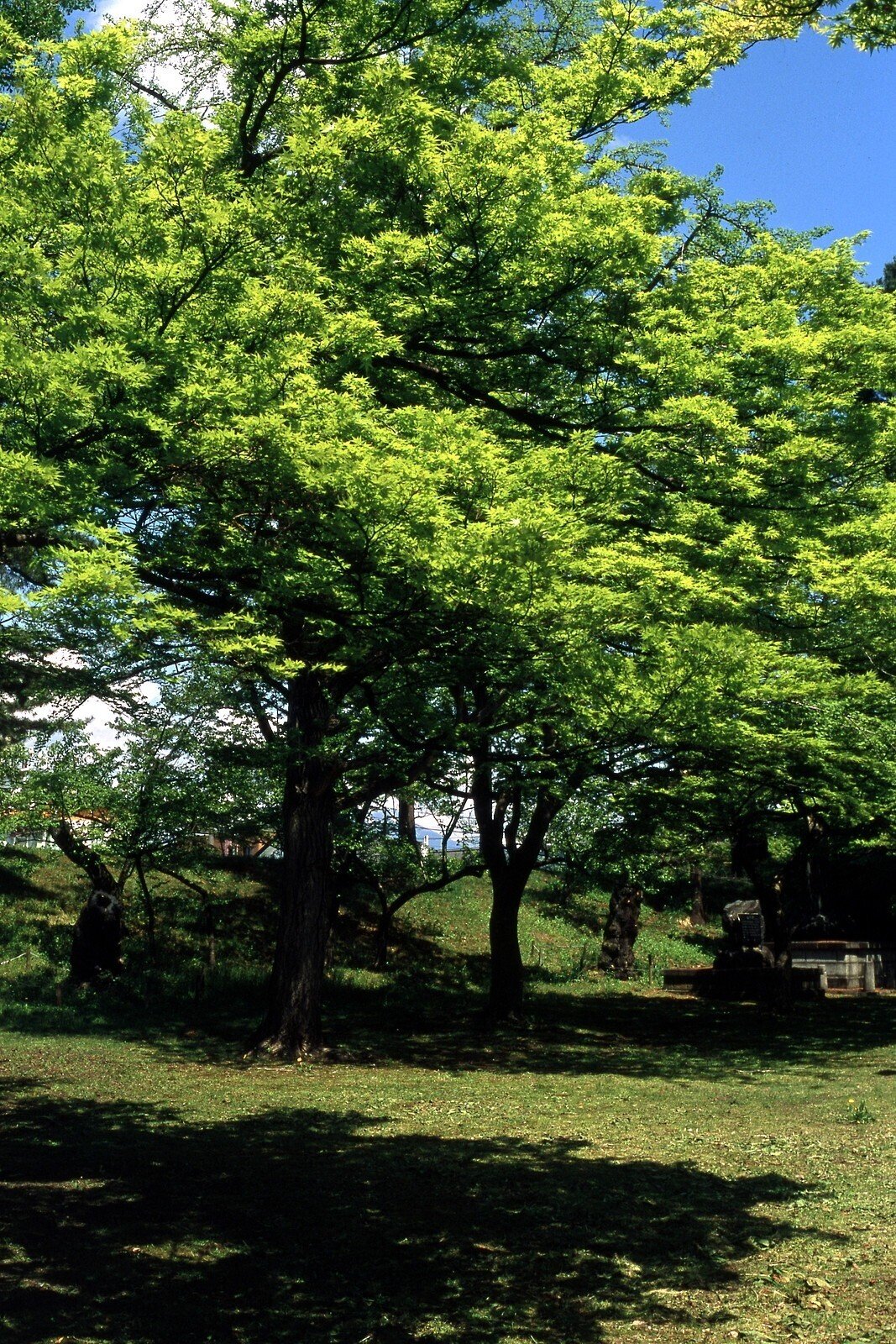 カメラの話を徒然に(12)｜robert_oku