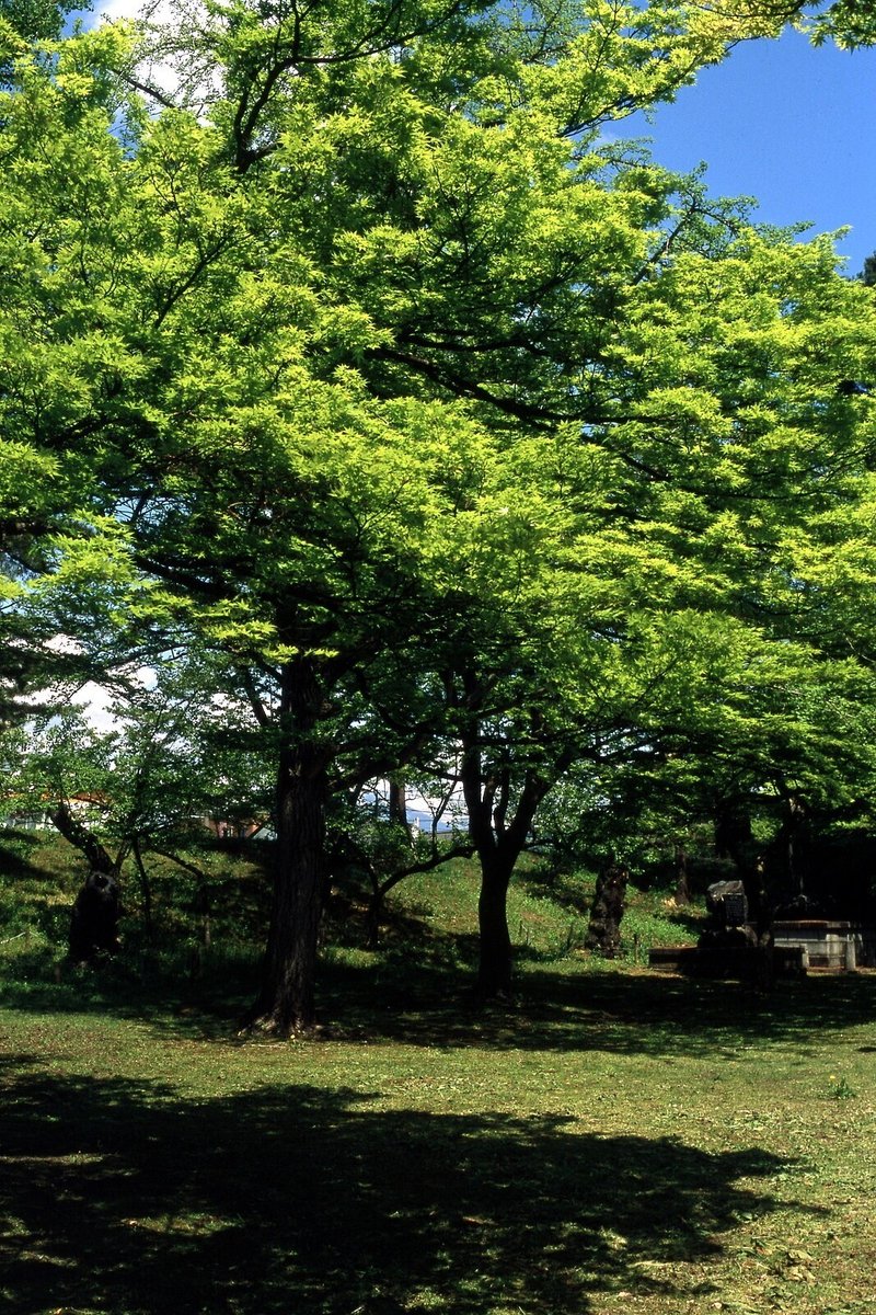 カメラの話を徒然に(12)｜robert_oku