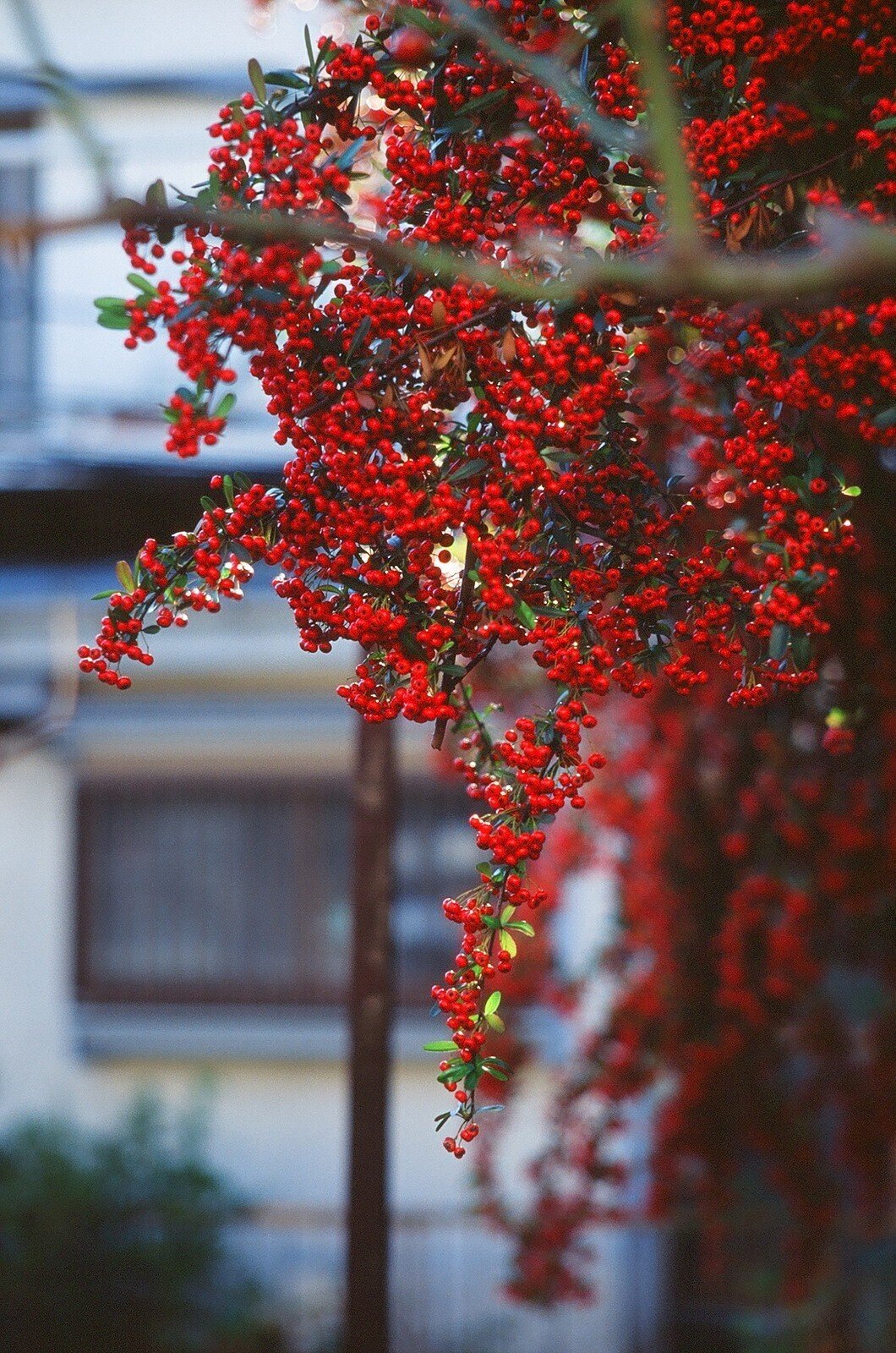 カメラの話を徒然に(14)｜robert_oku