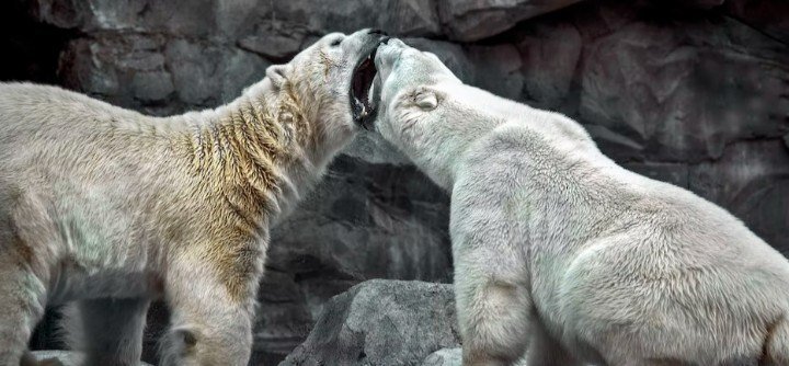 買ってくれ。買ってくれ。｜sekai_no_brain