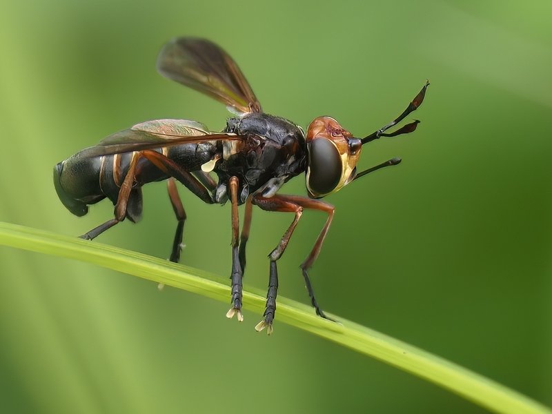 人は、蝿っぽい虫を蝿、虻っぽい虫を虻、蚊っぽい虫を蚊と呼ぶ。それでいいじゃないですか。|t.koba 人は、蝿っぽい虫を蝿、虻っぽい虫を虻、蚊っぽい虫を蚊と呼ぶ。それでいいじゃないですか。|t.koba