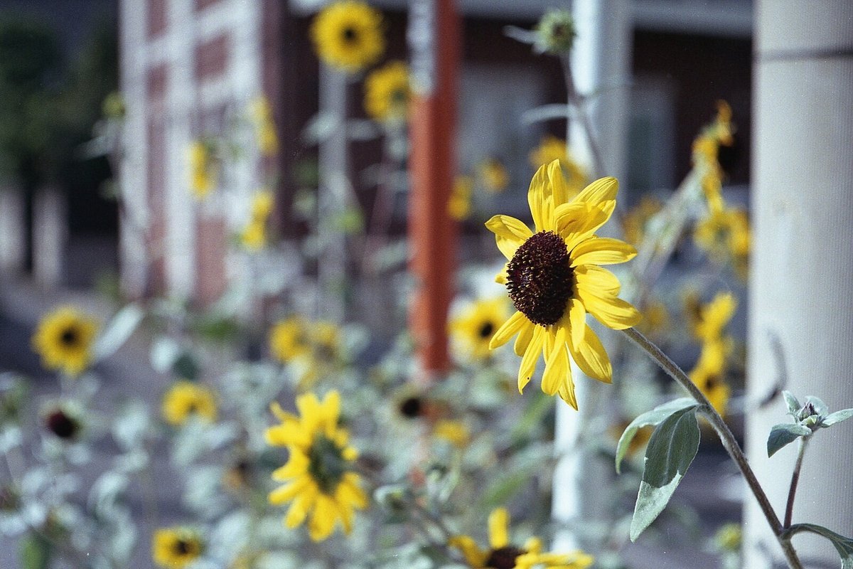 カメラの話を徒然に(17)｜robert_oku