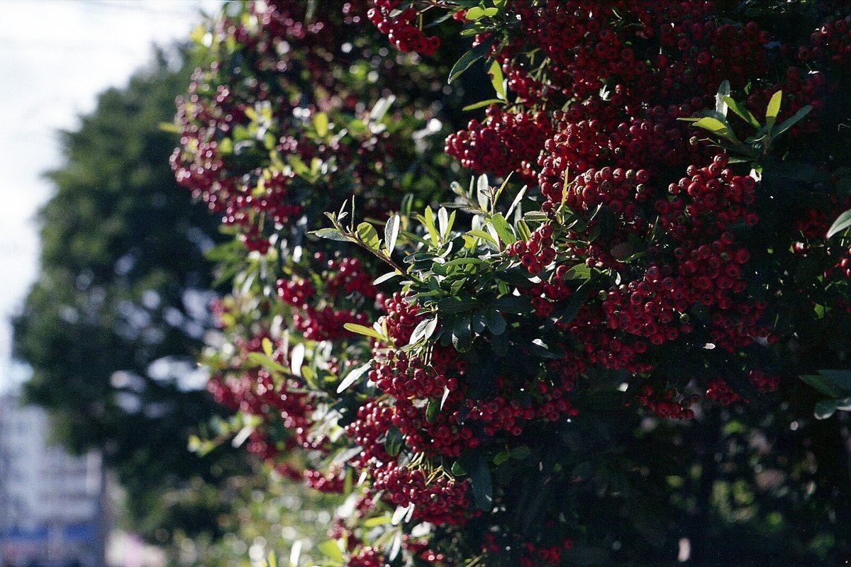 カメラの話を徒然に(17)｜robert_oku