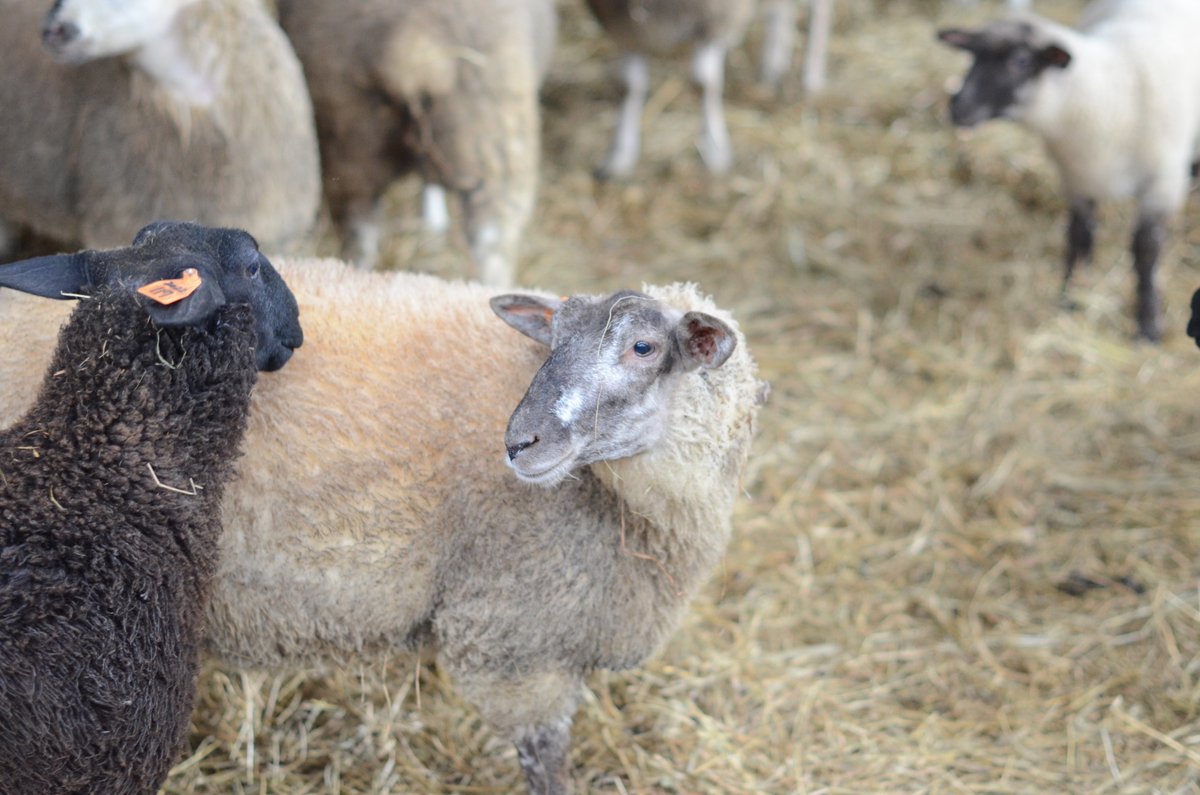 北海道600㎞、7人の羊飼いを訪ねて｜江六前一郎｜Ichiro Erokumae｜Food HEROes代表