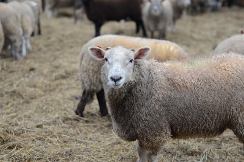 北海道600㎞、7人の羊飼いを訪ねて｜江六前一郎｜Ichiro Erokumae
