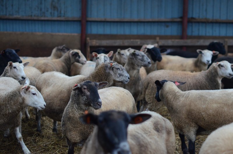 北海道600㎞、7人の羊飼いを訪ねて｜江六前一郎｜Ichiro Erokumae