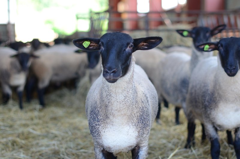 北海道600㎞、7人の羊飼いを訪ねて｜江六前一郎｜Ichiro Erokumae