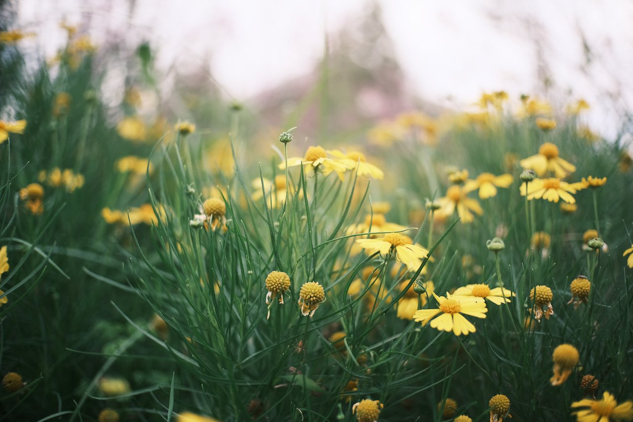 写りも撮影スタイルもオールドレンズテイスト｜ハタモト