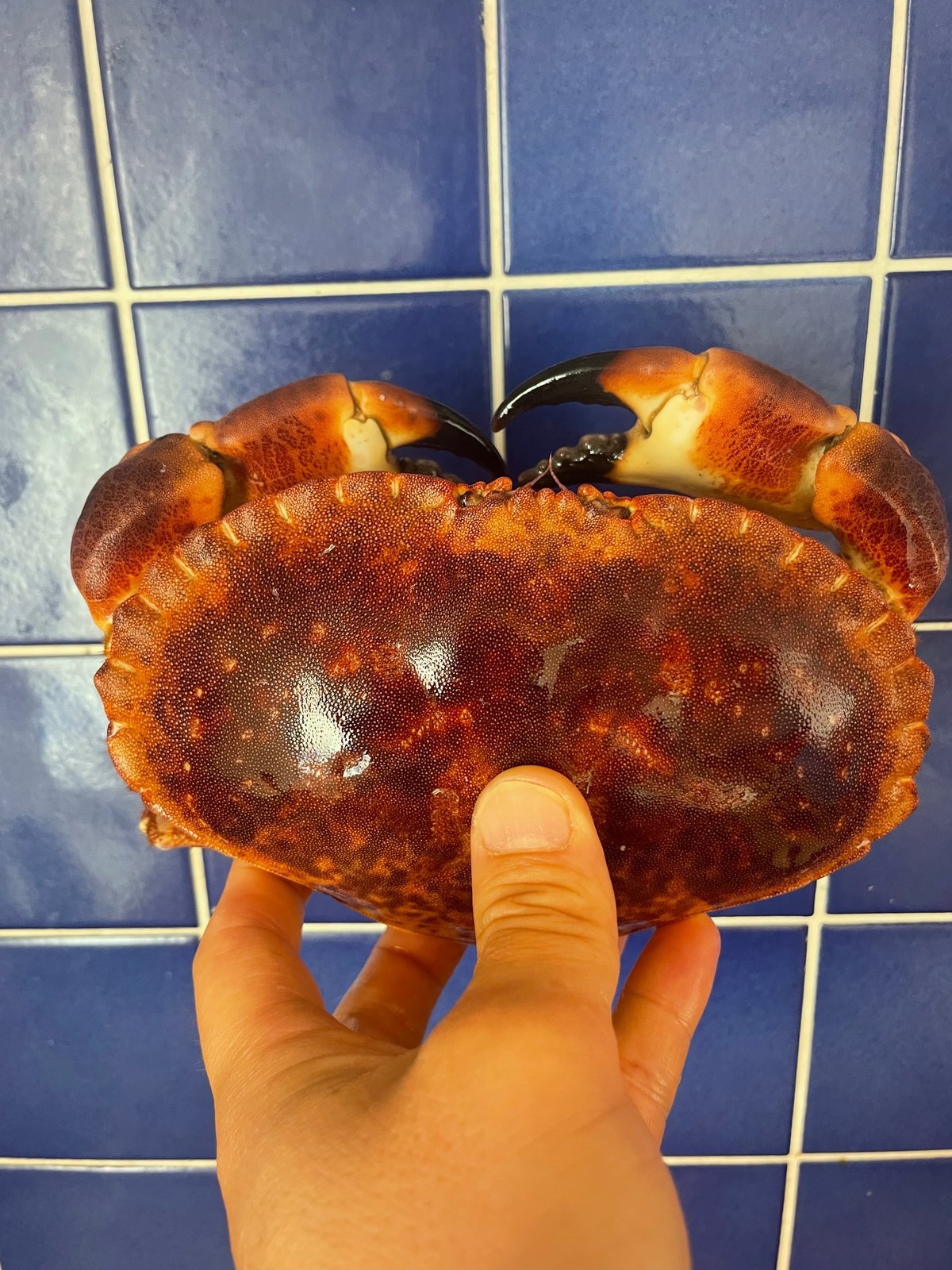 イチョウガニってカニミソが最高なんです｜chef ichi