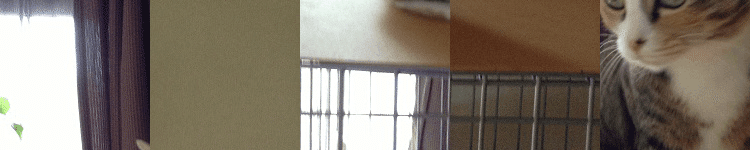 Pythonライブラリ(画像データ拡張)：torchvision｜KIYO