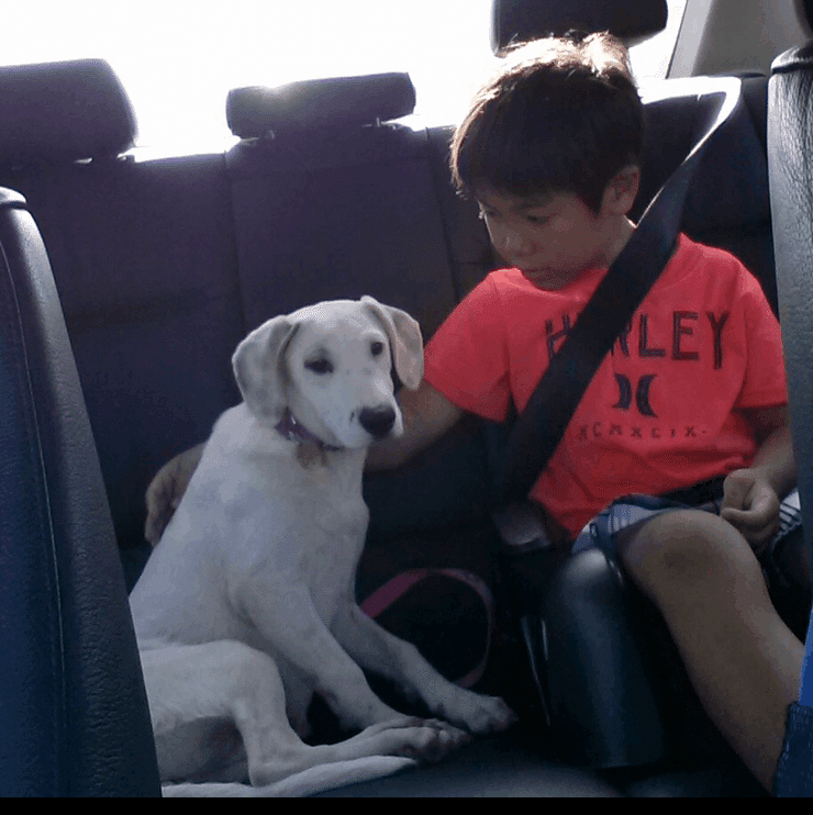 うちの子 ピーチ🐶｜sunshine yoko｜note