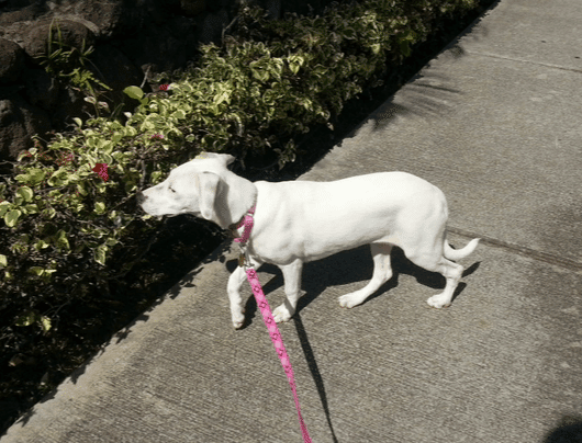 うちの子 ピーチ🐶｜sunshine yoko｜note