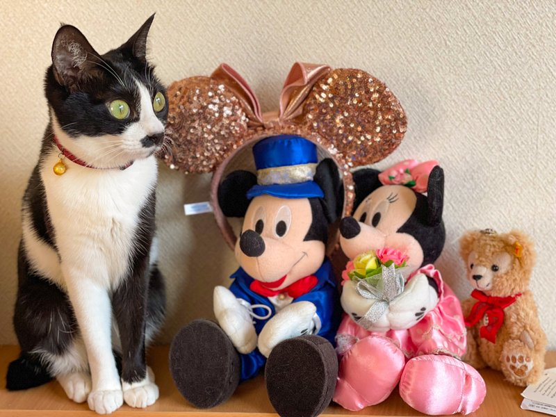 【十六夜杯】秋のねこ川柳🐈‍⬛🍁｜rira｜note