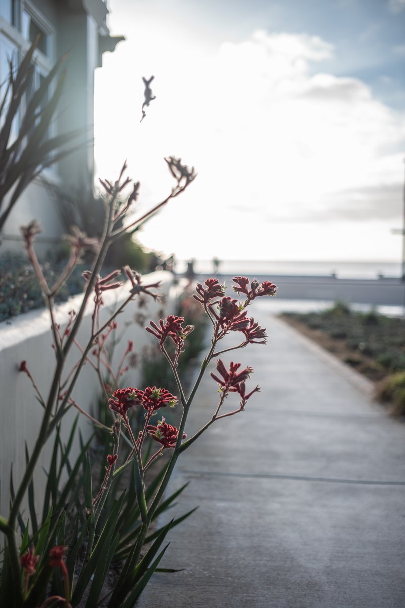 Redondo Beach ＜LEICA M10-P＞｜MOJA MOJA｜note