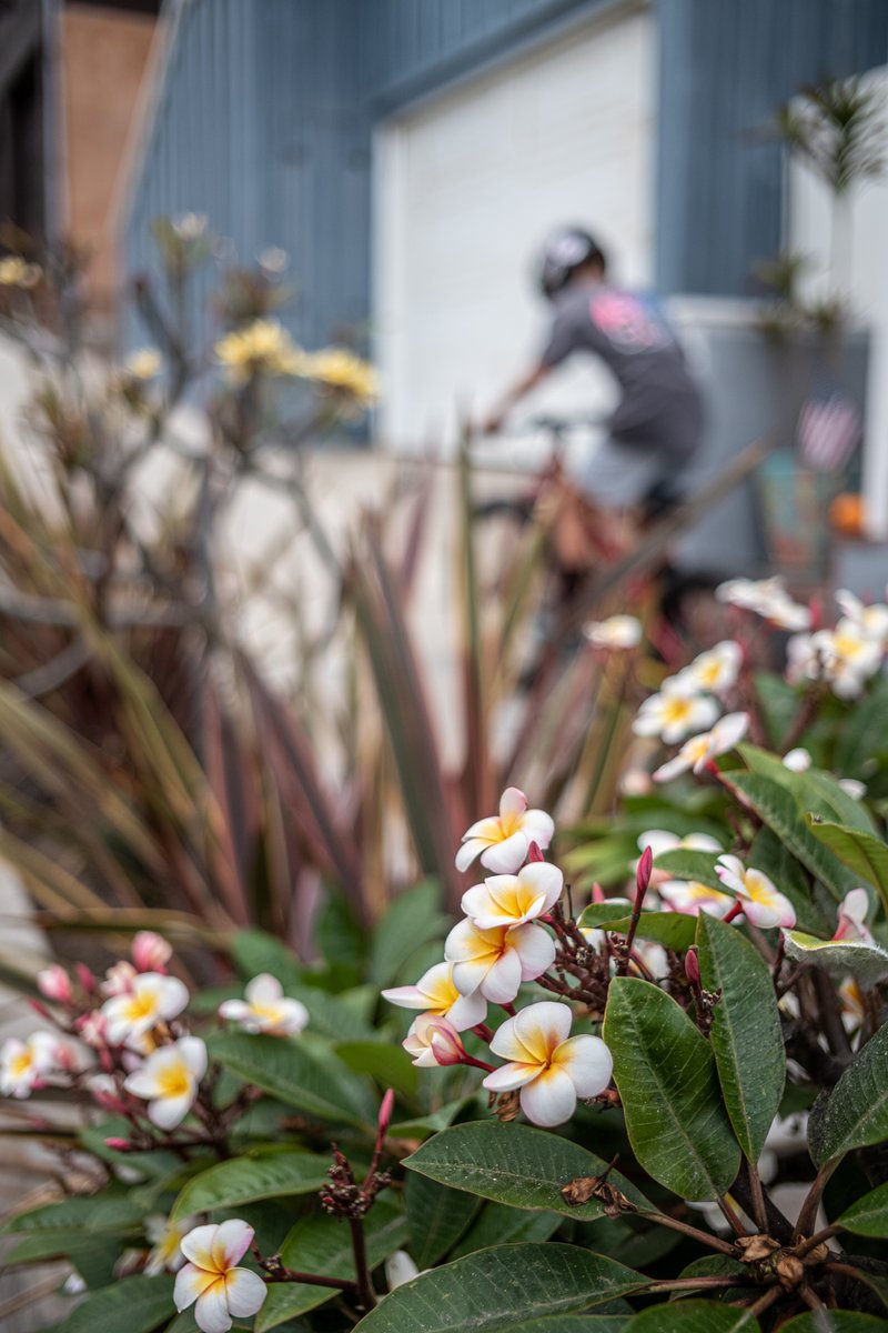 Manhattan Beach ＜LEICA M10-P＞｜MOJA MOJA｜note