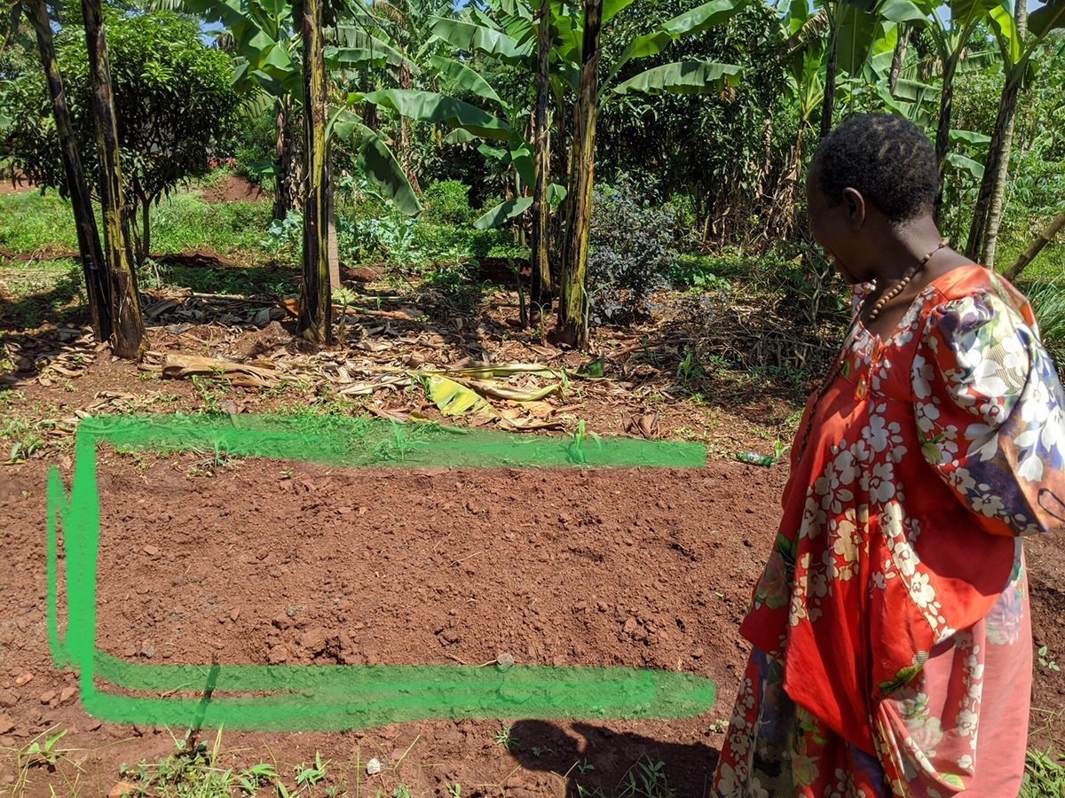 ウガンダレポート｜見て！マンゴーの木がこんなに育ったのよ！｜PLAS プラス【公式】