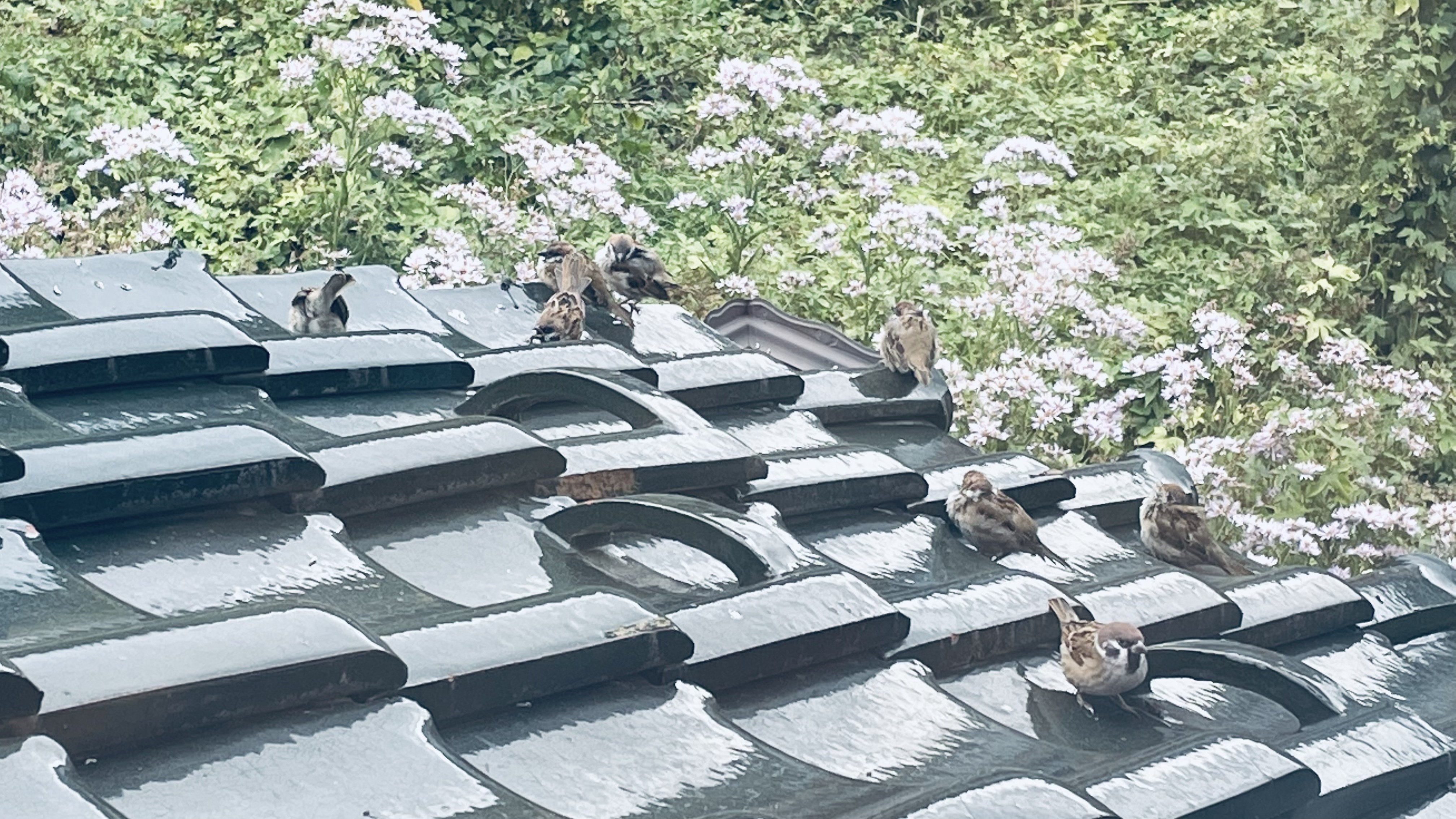 まるま太った雀｜MIKI-ISO