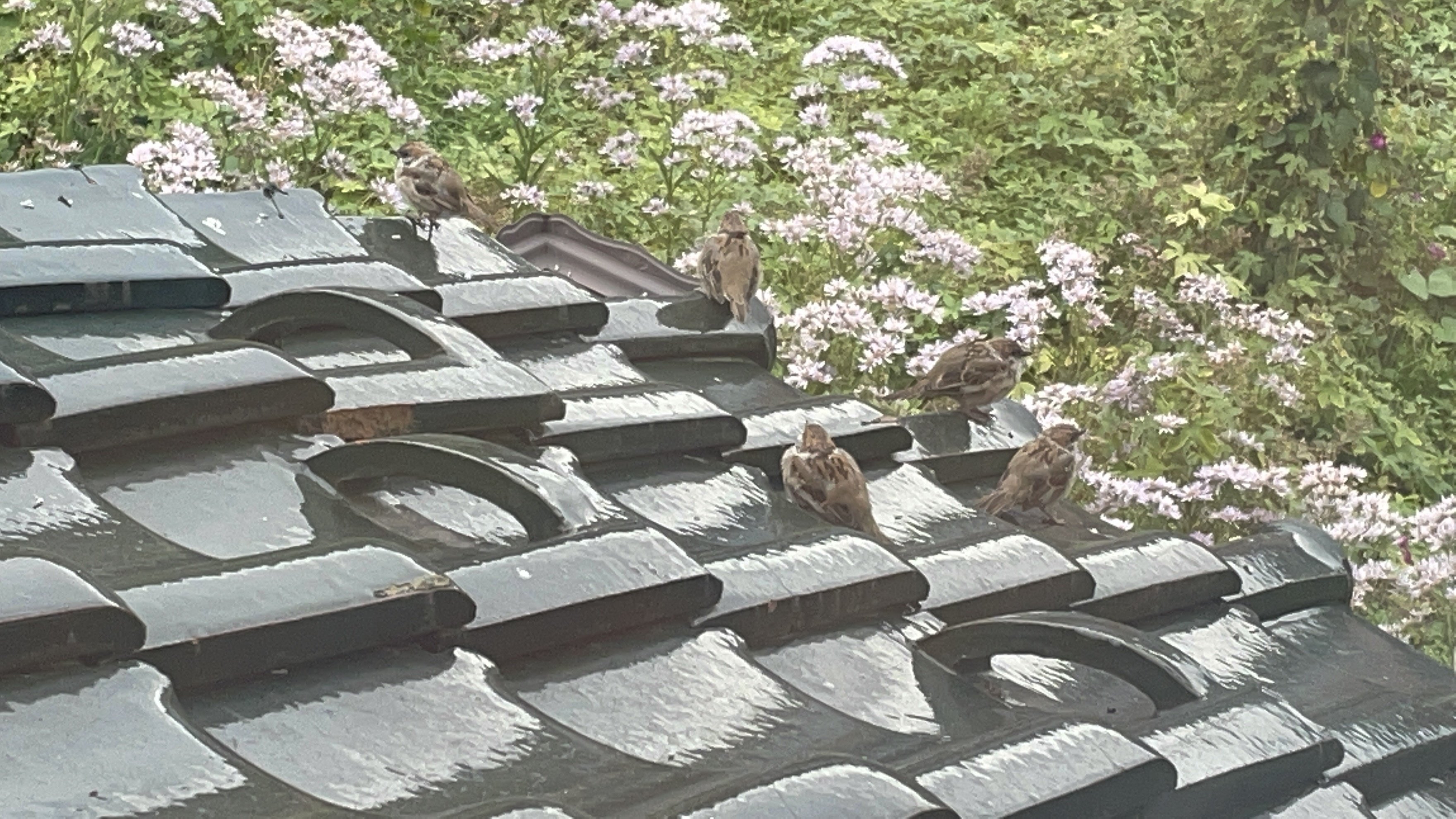 まるま太った雀｜MIKI-ISO