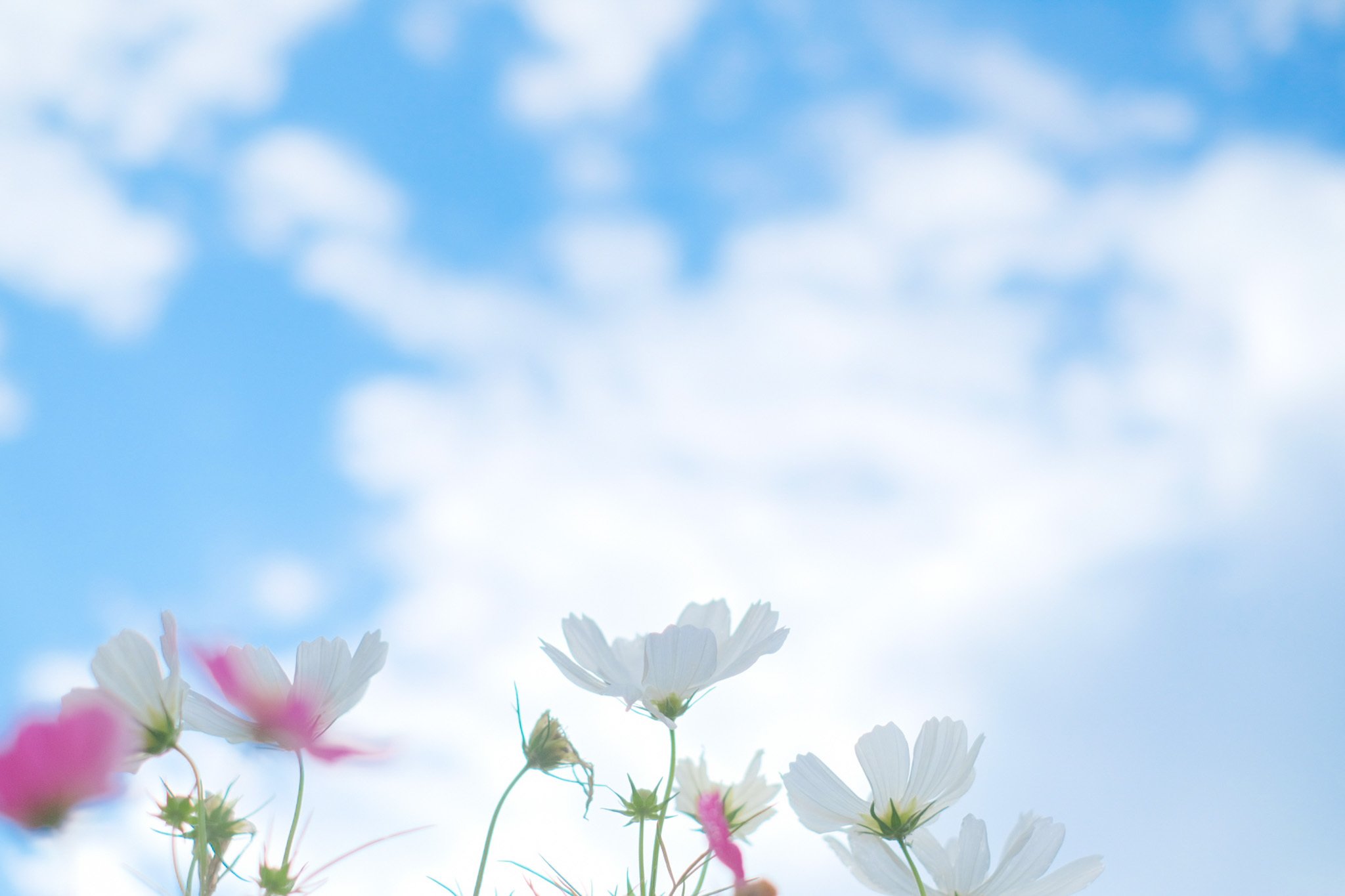 xpro2、コスモス｜chisato