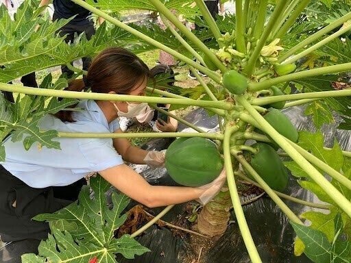 FactoryProgram in 平生｜【山口県平生町】イタリアーノひらお