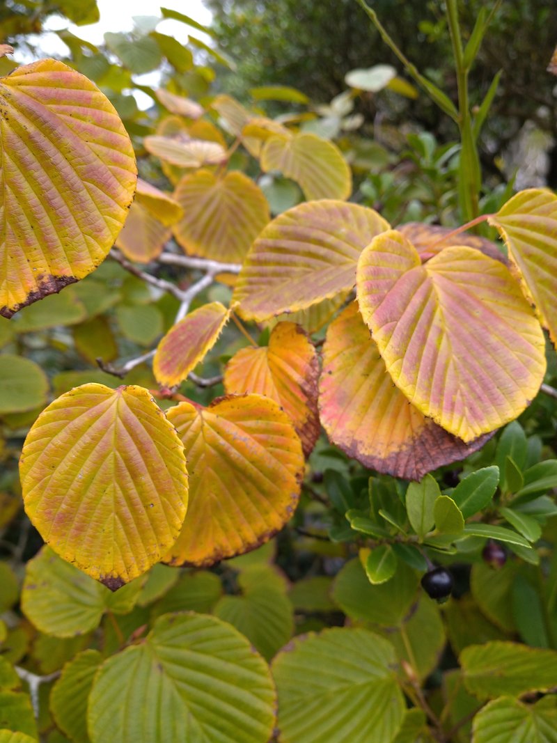 秋の訪れ｜蒼野由枝｜note