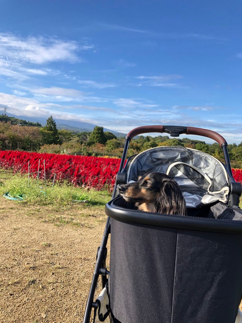 全国旅行割り、よさそうと思ったけど・・・感じた違和感 ｜chie｜note