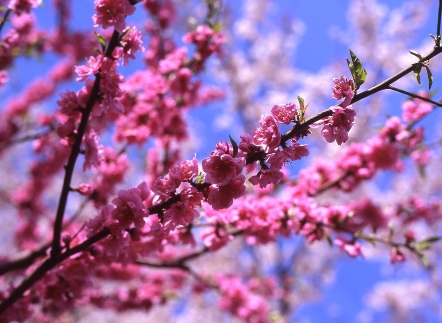 カメラの話を徒然に(22)｜robert_oku