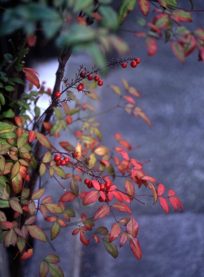 カメラの話を徒然に(22)｜robert_oku