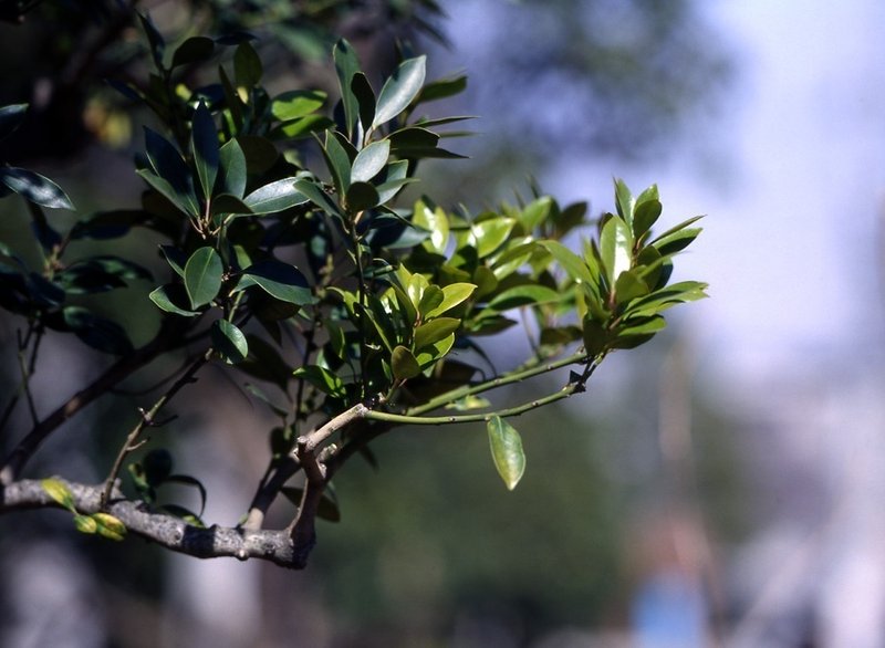 カメラの話を徒然に(22)｜robert_oku