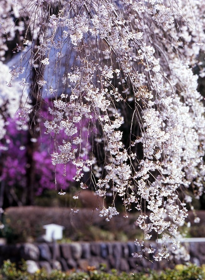 カメラの話を徒然に(22)｜robert_oku