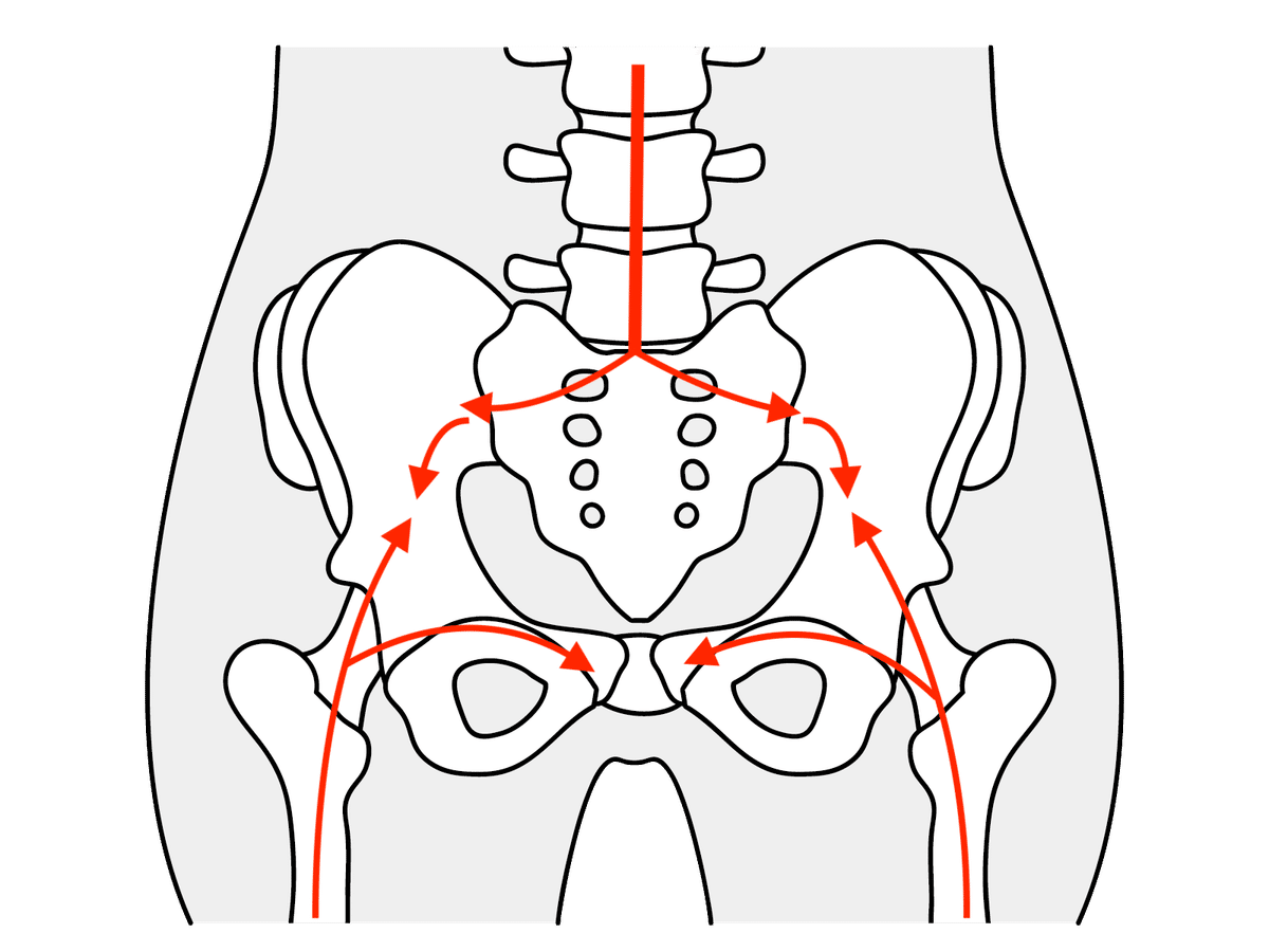 骨盤荷重伝達障害の評価とアプローチ〜ASLRとPHEの理解と臨床活用〜｜理学療法士による臨床のためのnote