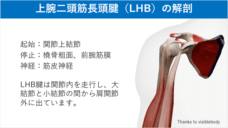 上腕二頭筋長頭の解剖と機能 ～可動域制限に寄与する重大なポイント～｜Y.K
