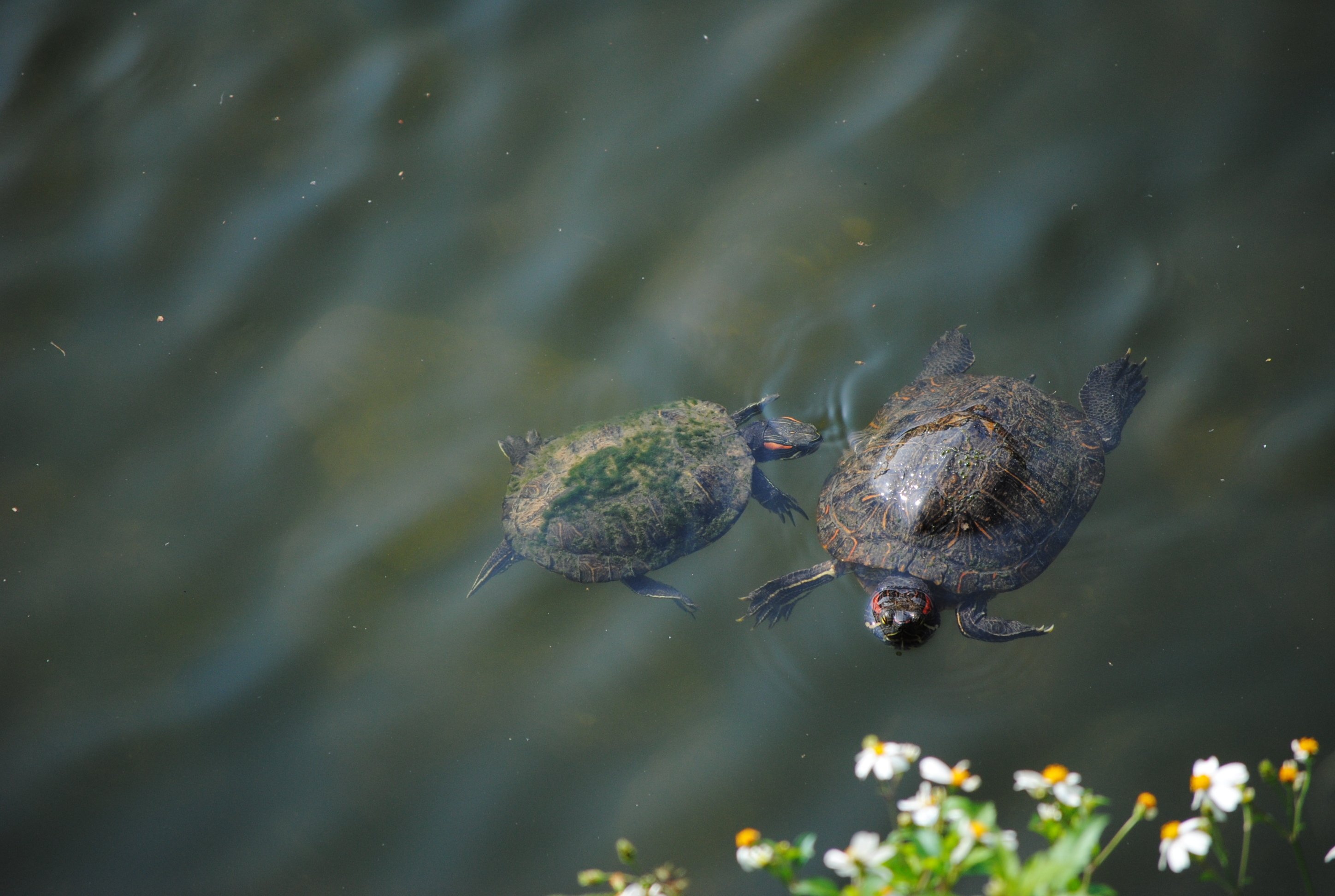 首里龍潭池のカメ｜38gi.ryu
