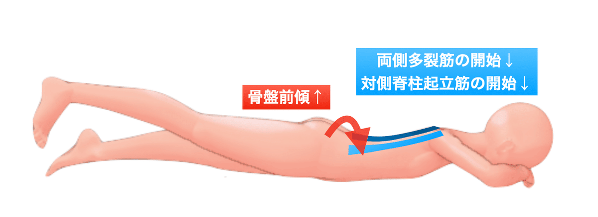 骨盤荷重伝達障害の評価とアプローチ〜ASLRとPHEの理解と臨床活用〜｜理学療法士による臨床のためのnote