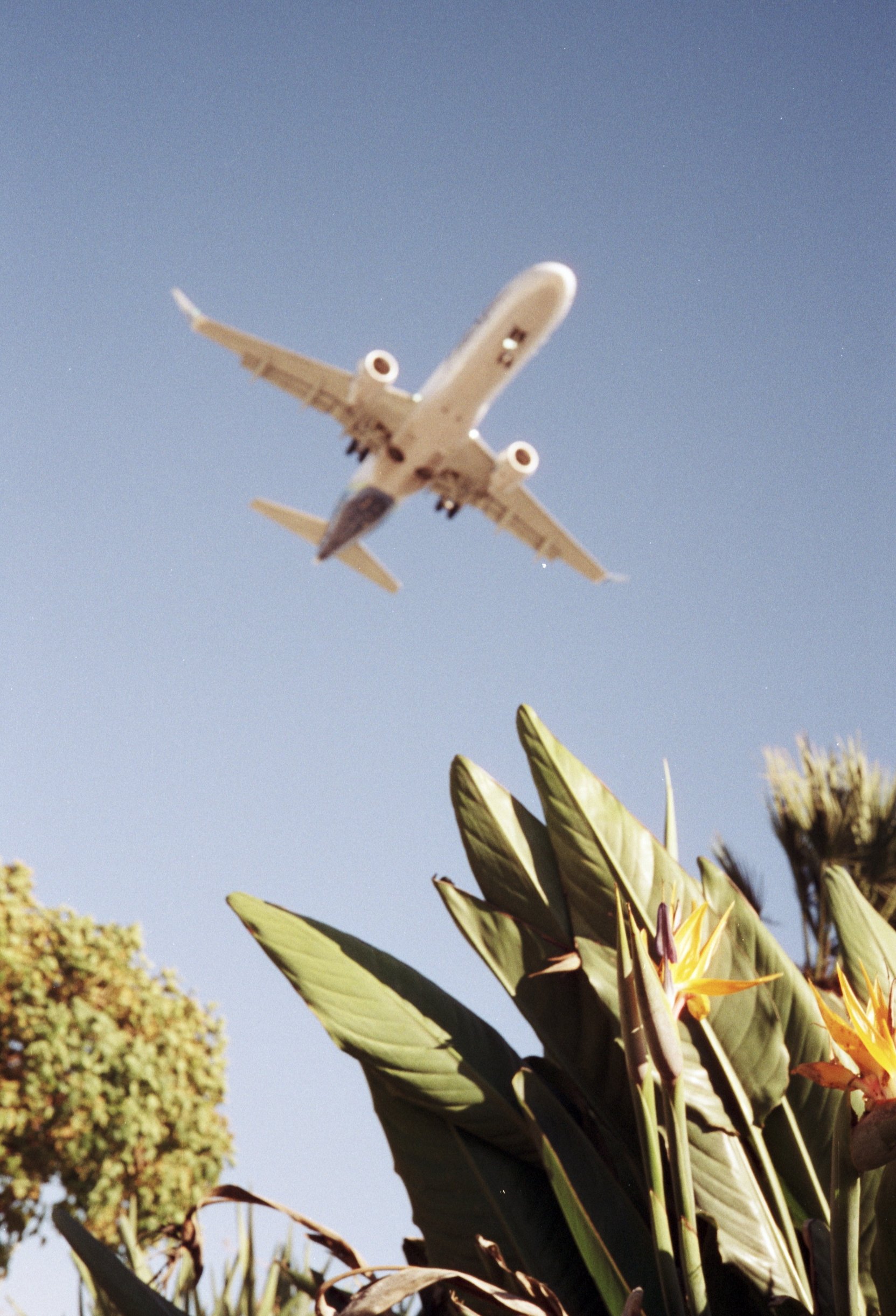 極楽鳥花＜Rollei 35S＞｜MOJA MOJA｜note