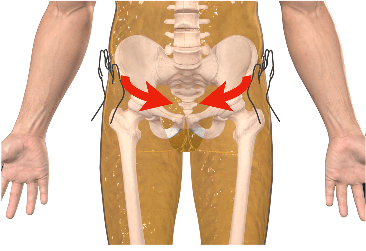 骨盤荷重伝達障害の評価とアプローチ〜ASLRとPHEの理解と臨床活用〜【サブスク】｜理学療法士による臨床のためのnote