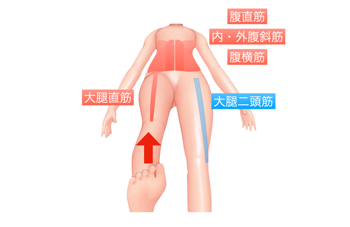 骨盤荷重伝達障害の評価とアプローチ〜ASLRとPHEの理解と臨床活用〜【サブスク】｜理学療法士による臨床のためのnote