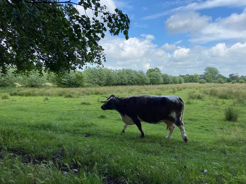 英国滞在の雑感：はじめに｜久保雄広 / Takahiro Kubo｜note