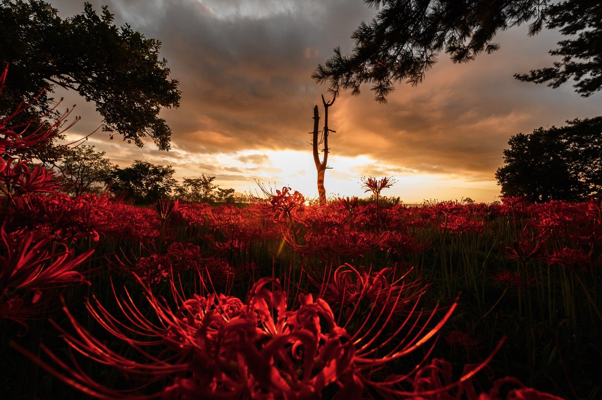 NIKKOR Z 14-30mm f/4 Sの話。｜005 akkiy
