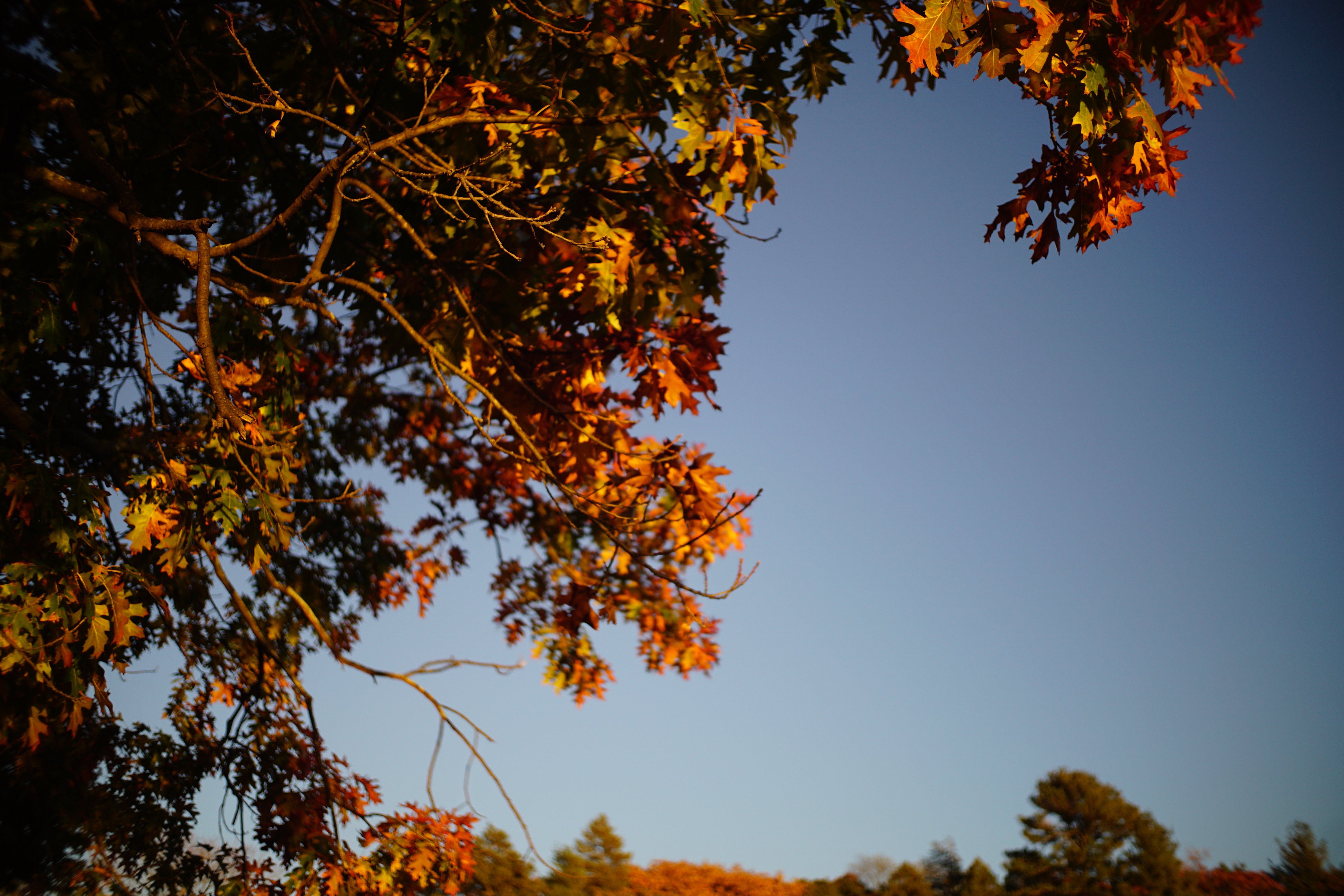 ボストンの秋 十月｜YOKO｜note