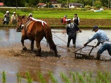 馬と俺とじいちゃんと ～薪ストーブの前で交わした言葉。去年の有馬記念の思い出～｜Rayzero/れいぜろ