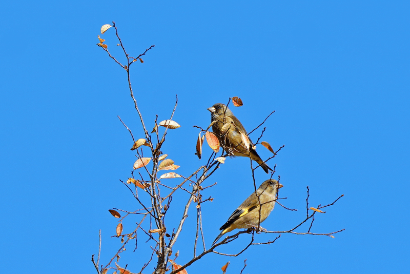 【野鳥】11月3日探鳥｜Chacoder